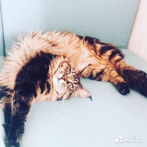 Ищем кота мейн-куна желательно рыжего)