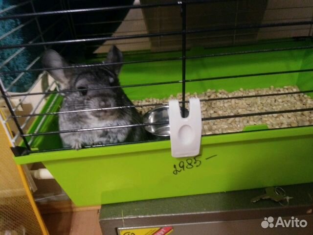 Шиншилла с клеткой