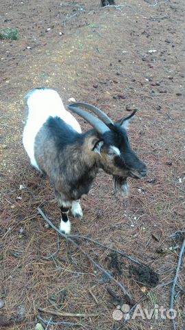 Продажа коз