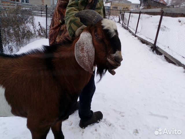 Вязка козла