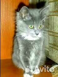 Пумка ищет дом