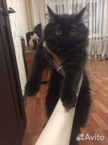 Шотландский прямоухий