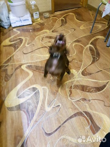 Такса вязка