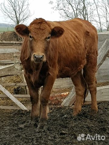 Телки на мясо