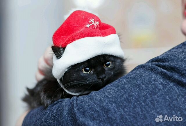 Подброшенный Арчик