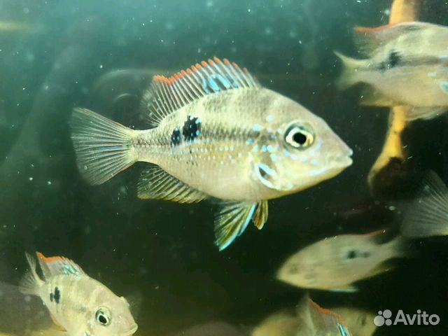 Цихлазома эллиота