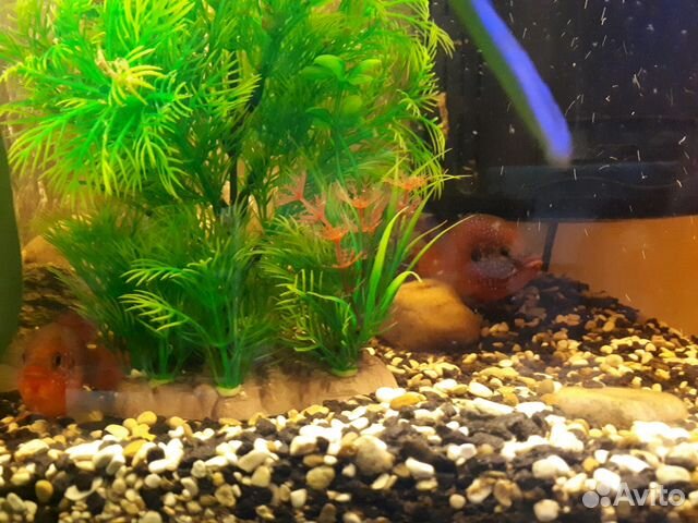 Хромис красавец мальки