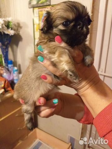 Комочик счастья