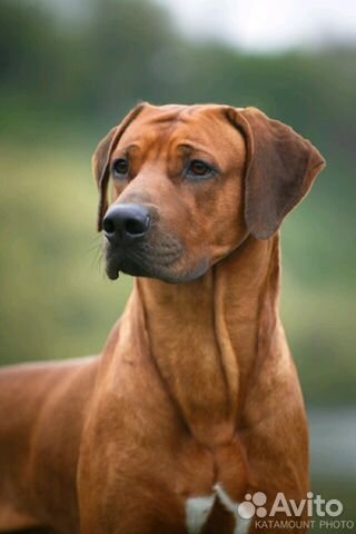 Вязка. Родезийский риджбек