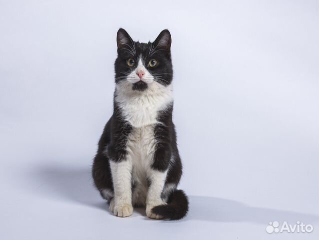 Котенок в дар - чудесная Плюшка )