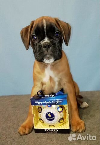 Очаровашка боксер