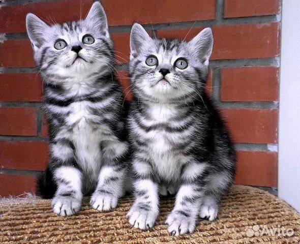 Мраморные британские котята