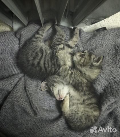 Котята (1-1,5мес) в добрые руки,мальчик и девочка