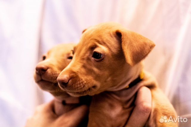 Щенки Фараоновой собаки