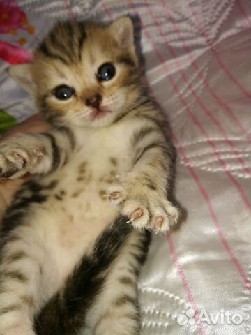 Новогодняя красавица :)