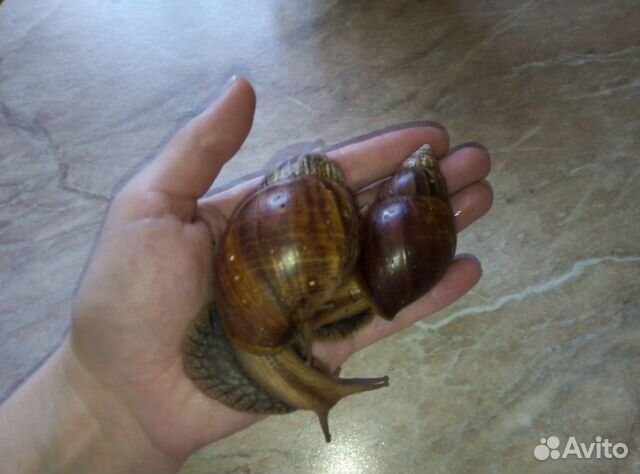 Ахатины сухопутные улитки