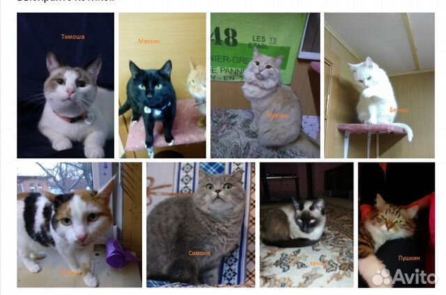 Тёплые милые котеечки -друзья ищут добрые руки