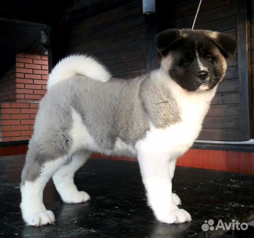 Плюшевая красотка Американская акита