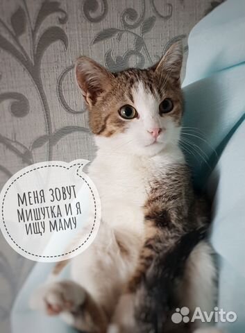 Хорошие детки-котята в дар
