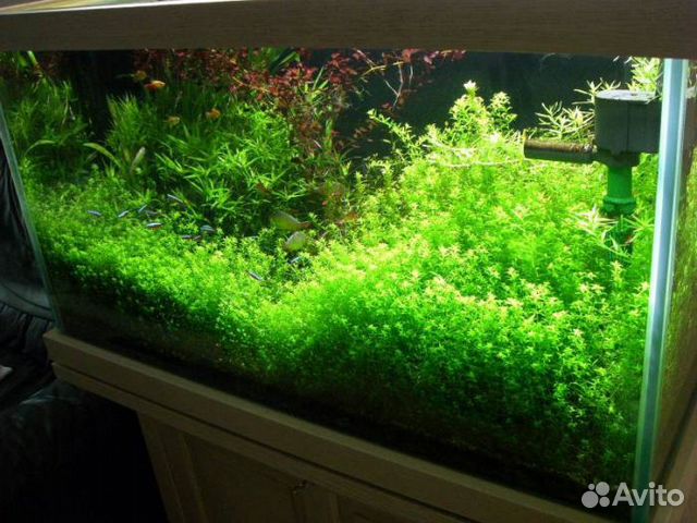 Хемиантус,Валиснерия,Улитки Мелании