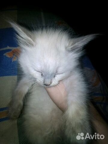 Котененок сиамский