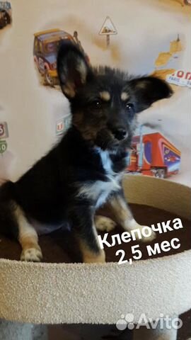 Клепа ищет дом