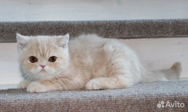 Экзотический котик классик