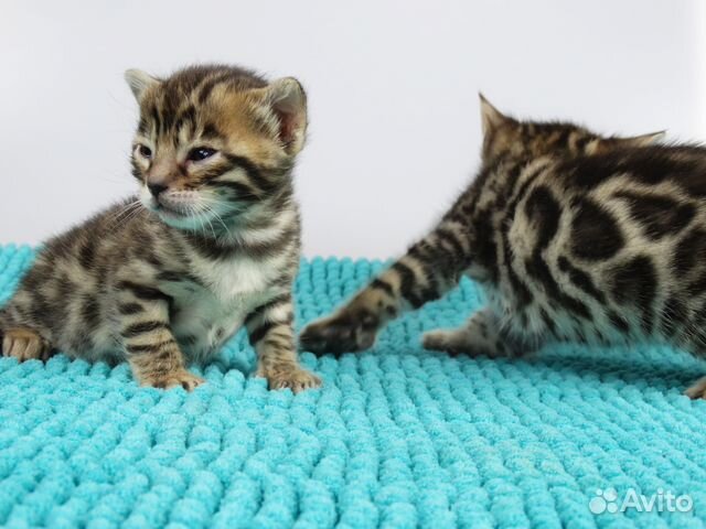 Бенгальские Котодетки