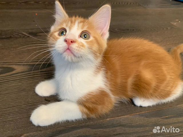 Котенок в добрые руки