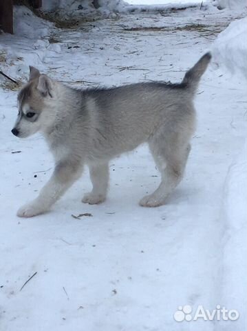 Сибирская хаски