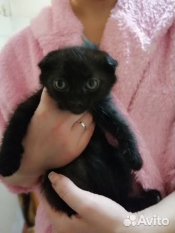 Шотландская вислоухая кошка