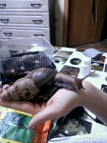 Улитки ахатины