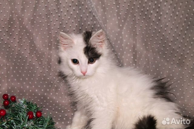 Везунчик в добрые руки