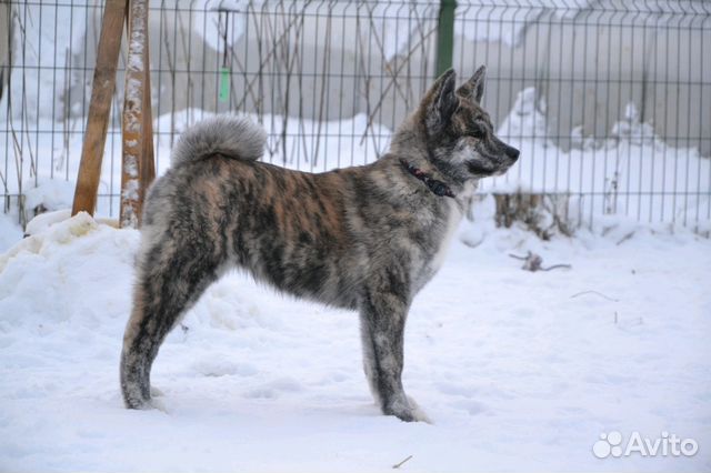 Акита ину. Тигровая красавица