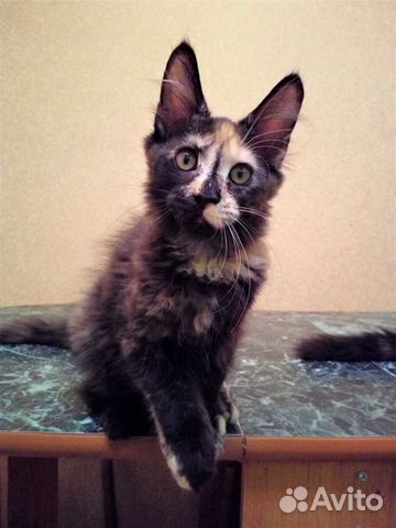 Клубные котята Мейн-Кун рыжие мальчики и черепашки