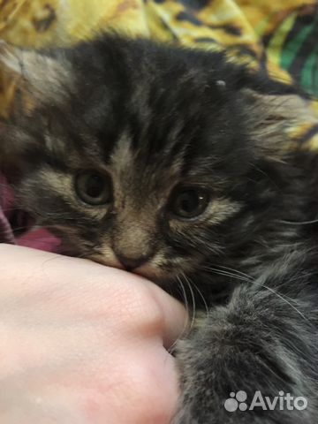 Отдам в добрые руки