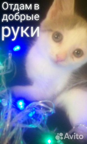 Отдам мальчишей