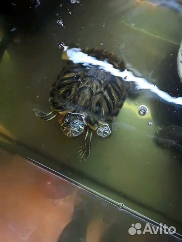 Черепаха красноухая + террариум
