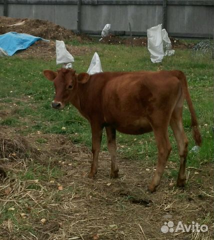 Телка Джерсейская