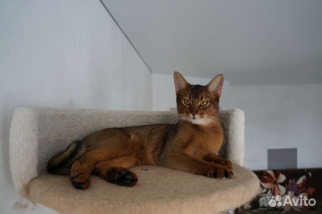 Абиссинская принцесса