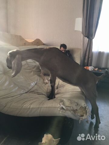 Козочки англо нубийские