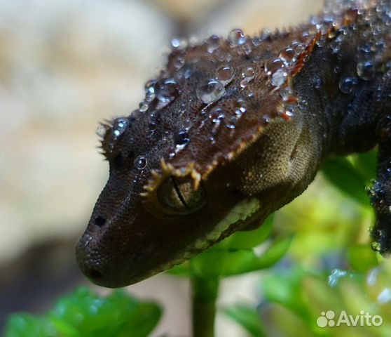 Реснитчатые бананоеды