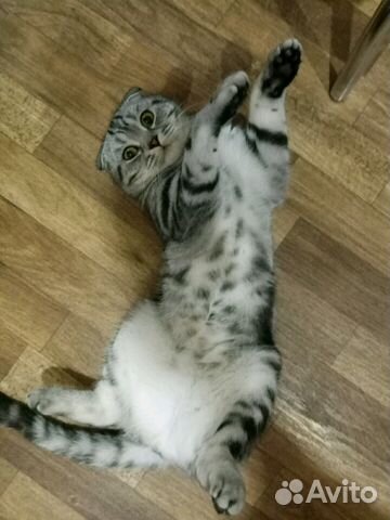 Шотландский котик