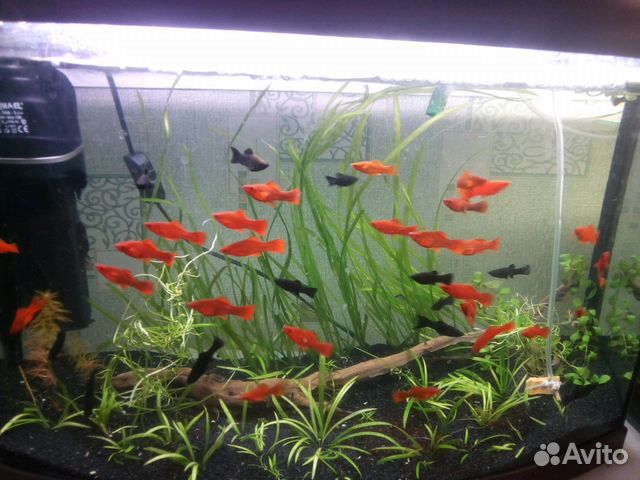 Растения,рыбы, корма,химия,морские кораллы