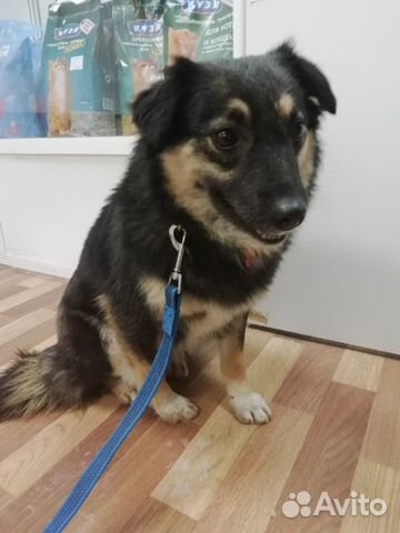 В самые добрые руки Кнопку