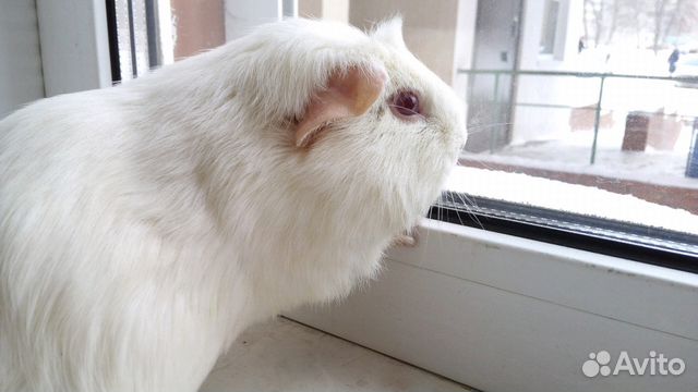 Морские свинки