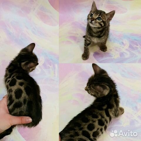 Клубная Угольная девочка в разведение