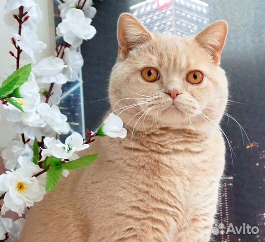 Сливочный мальчик