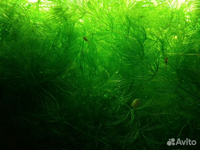 Мальки гуппии роголистник