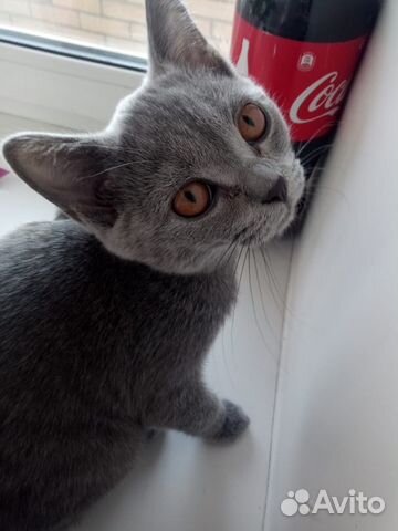 Продам британца